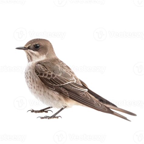 Common Swift Bird Side View Full Body Isolate On Transparency