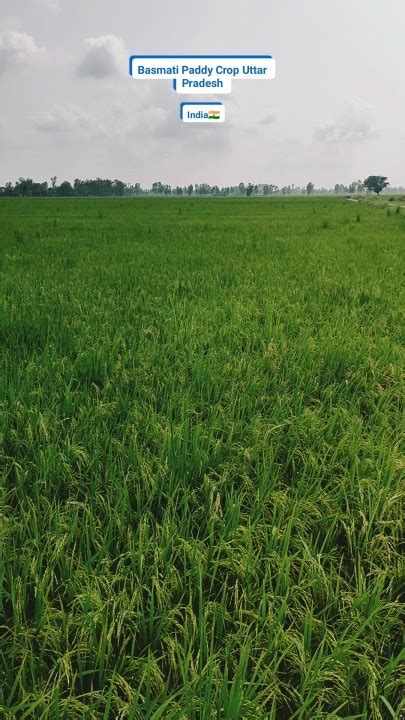 Mohammad Emran On Linkedin Agriculture Basmatipaddy Farminglife Sustainability Harvestseason