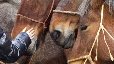 Werkstraf Voor Seks Met Paarden Rtl Nieuws