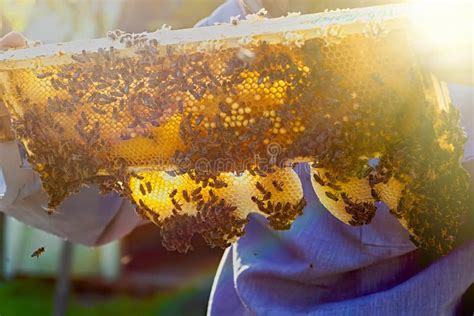 Peine Con Miel Crónicas De La Naturaleza Apicultor En El Colmenar