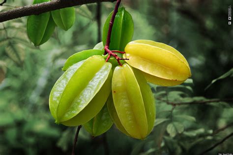 Star Fruit Or Carambola The Tropical Treat We Are Obsessed With HuffPost