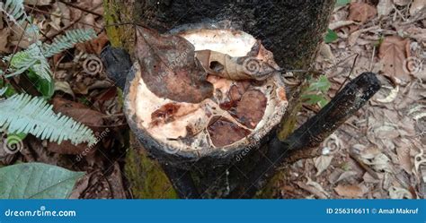 Rubber Raw Material Storage Stock Image Image Of Background Structure