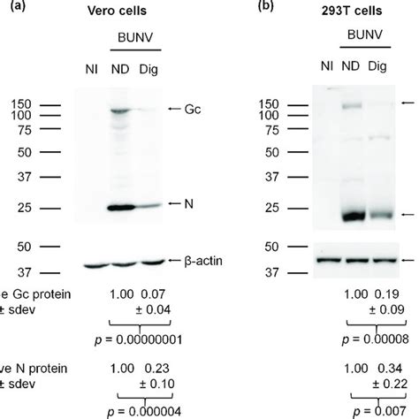Effect Of Digoxin On Viral Protein Expression Vero A And 293t B Download Scientific