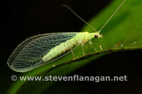 Cute Little Bug Green Lacewing Lacewing Bugs Green