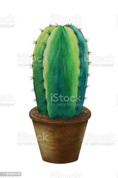 수채화 녹색 Echinopsis 선인장 냄비에 흰색에 격리 단일 선인장 장식 요소 즙이 많은 아이콘 디자인 가시 선인장 1개