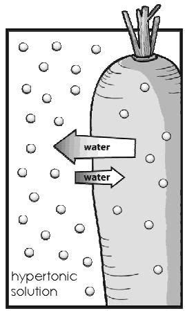 In This Activity Learners Investigate The Process Of Osmosis By Adding Salt To A Sealed Bag Of