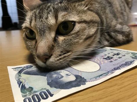 初めて猫を飼う人が知っておきたい、お金のかかる3つのこと でらカワ！アニマルず
