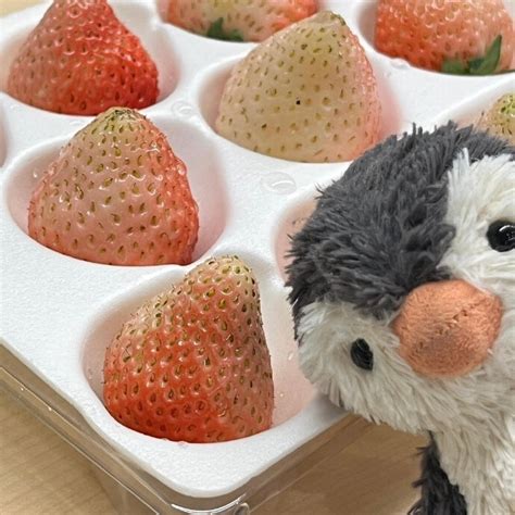 Jellycat企鹅ᐟᐟ 高清图片，堆糖，美图壁纸兴趣社区