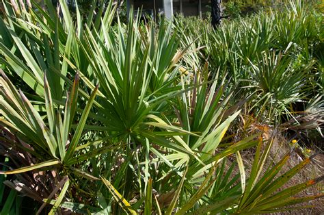 Serenoa Repens Saw Palmetto
