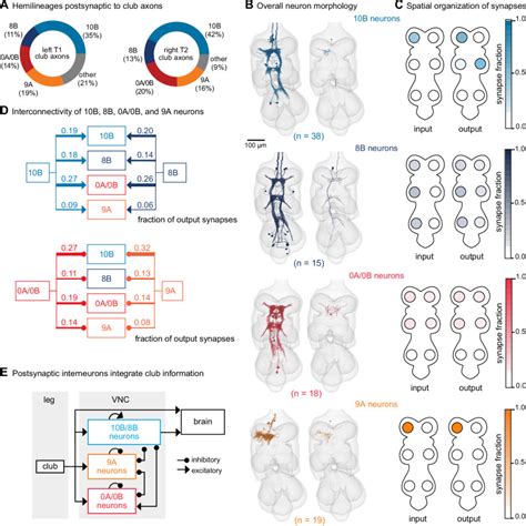 Divergent Neural Circuits For Proprioceptive And Exteroceptive Sensing Of The Drosophila Leg Pmc Divergent Neural Circuits For Proprioceptive And Exteroceptive Sensing Of The Drosophila Leg Pmc