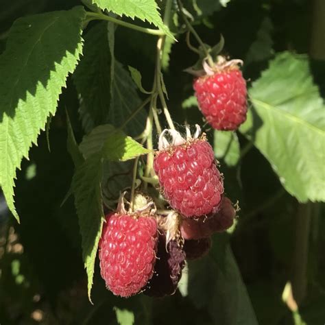 Cascade Delight Raspberry Spencer Creek Nursery