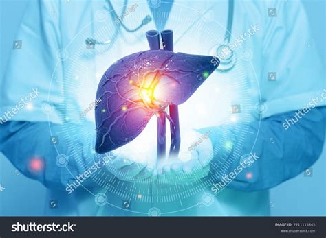 Human Liver Anatomy On Medical Background Stock Illustration 2211115345