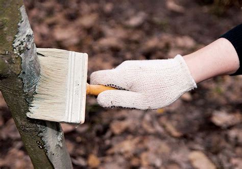 Как подготовить сад к зиме В мире растений и цветов