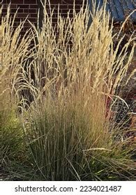 Karl Foerster Grass Ornamental Grasses Calamagrostis Stock Photo