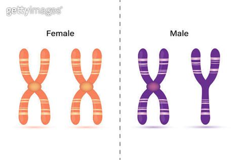 Sex Chromome Structure Male And Female 이미지 1474939328 게티이미지뱅크