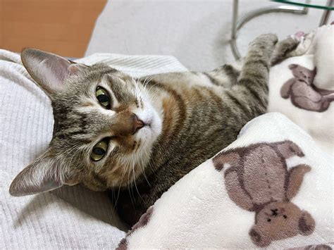 つむぎお嬢様🐱 クリスマス特集👸🎄 猫のいる暮らし 保護猫と暮らす おててないない ママクックモデル 猫のおやつ キジトラ