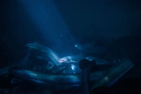 In Taiwans Waters A Hunt For Tiny Wriggling ‘gold The New York Times