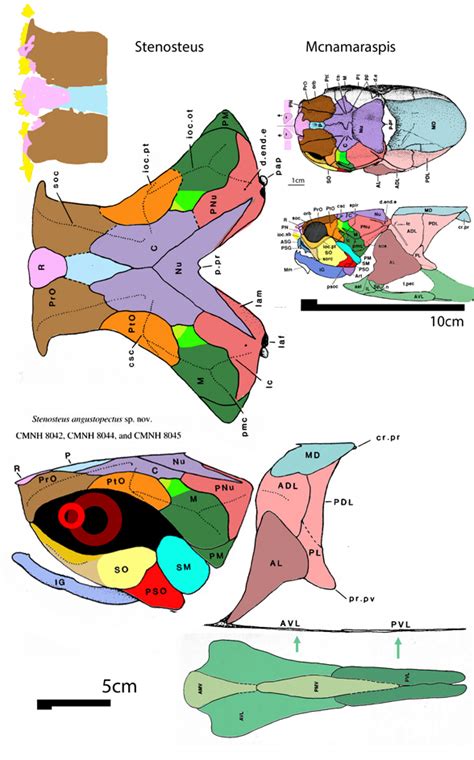 Bianchengichthys Eriptychius Dickosteus Stenosteus Titanichthys