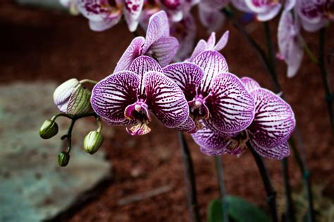 Flor Nacional De Colombia Conoce Todo Sobre Ella