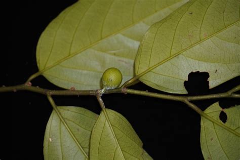 Strombosia Ceylanica Belian Landak Olacaceae If Youre U Flickr
