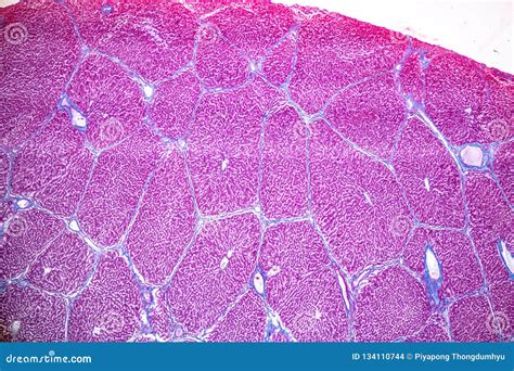 Frog Liver Cells Under Microscope