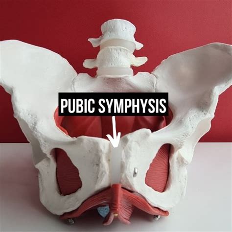 Symphysis Pubis Dysfunction What It Is And How To Ease The Pain