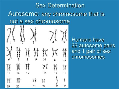 Ppt Gene Linkage Powerpoint Presentation Free Download Id152608