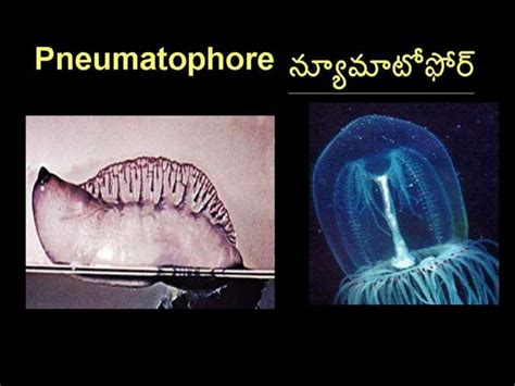 Polymorphism In Coelenterates Ppt Free Download