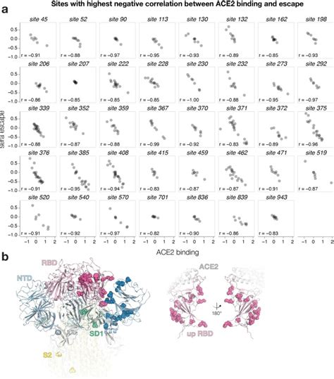 Spike Deep Mutational Scanning Helps Predict Success Of Sars Cov 2