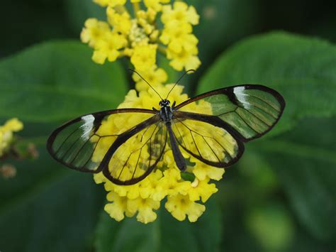 Glasswing