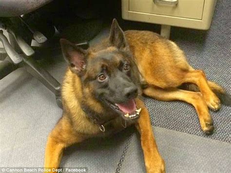 Despiden A Un Perro Policía K 9 Por Comportarse Como Perro Seamos Mas