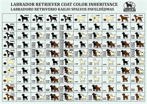 Labrador Retriever Coat Color Genetics Gerulis