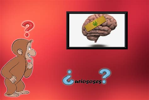 ¿la Marihuana Realmente Daña El Cerebro Curiososes