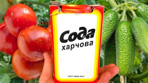 СОДА СПАСАТЕЛЬ ВАШЕГО ОГОРОДА ПИЩЕВАЯ СОДА ПОДКОРМКА ДЛЯ ОГУРЦОВ ТОМАТОВ И ДРУГИХ