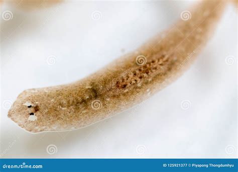 Planarian Parasite Flatworm Under Microscope Royalty Free Stock