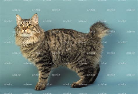 American Bobtail