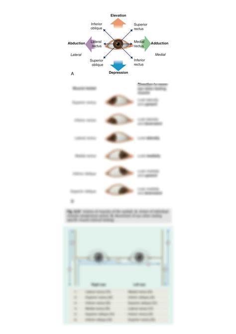 Solution Cranial Nerves Examination Studypool