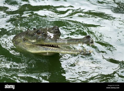 Female Gharial Gavialis Gangeticus Endangered Species Feeding On
