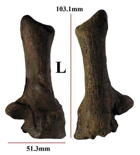 Smilodon Fatalis Member Collections The Fossil Forum