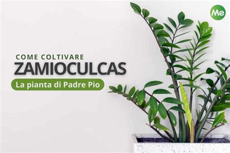 Zamioculcas Tutto Su Come Coltivare E Curare La Pianta Di Padre Pio