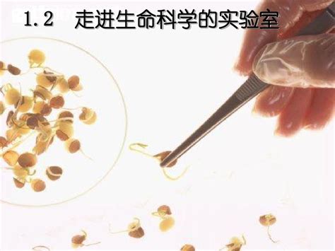 1 2走进生命科学的实验室 word文档在线阅读与下载 无忧文档
