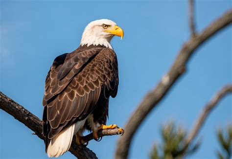 Do Bald Eagles Always Have White Heads Understanding Their Plumage