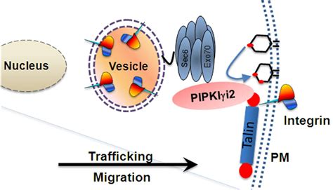 Richard A Anderson The Phosphoinositide Signaling Laboratory