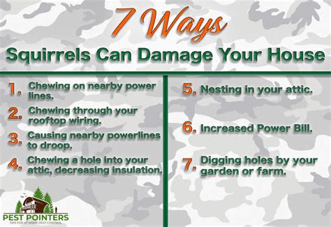 7 Ways Squirrels Can Damage Your House With Prevention Tips Pest
