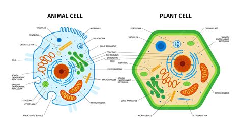 Plant Cell And Animal Cell Model