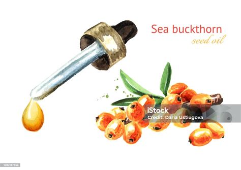 바다 갈매나무 기름 방울과 잘 익은 열매 흰색 배경에 고립 된 손으로 그린 수채화 그림 0명에 대한 스톡 벡터 아트 및 기타 이미지 0명 가시 가을 Istock