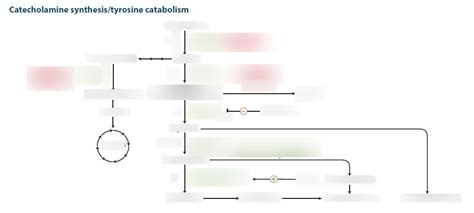 Catecholamine Synth Diagram Quizlet