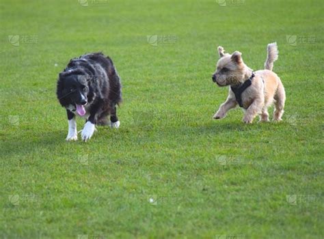 两只狗在户外玩耍，柯利牧羊犬和凯恩梗