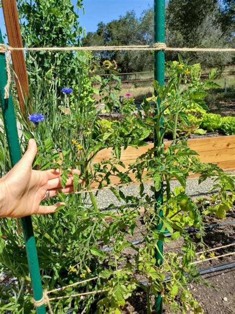 6 Ways To Support Or Train Tomatoes Cages Trellises And More