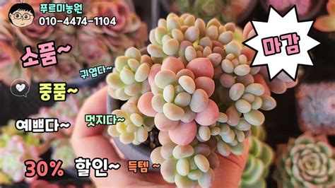 10월 22일🩷소품♡중품30할인~알찬구성~득템하세요 다육판매다육식물korean Succulent Plants 多肉植物 충북다육청주다육진천다육가을단풍